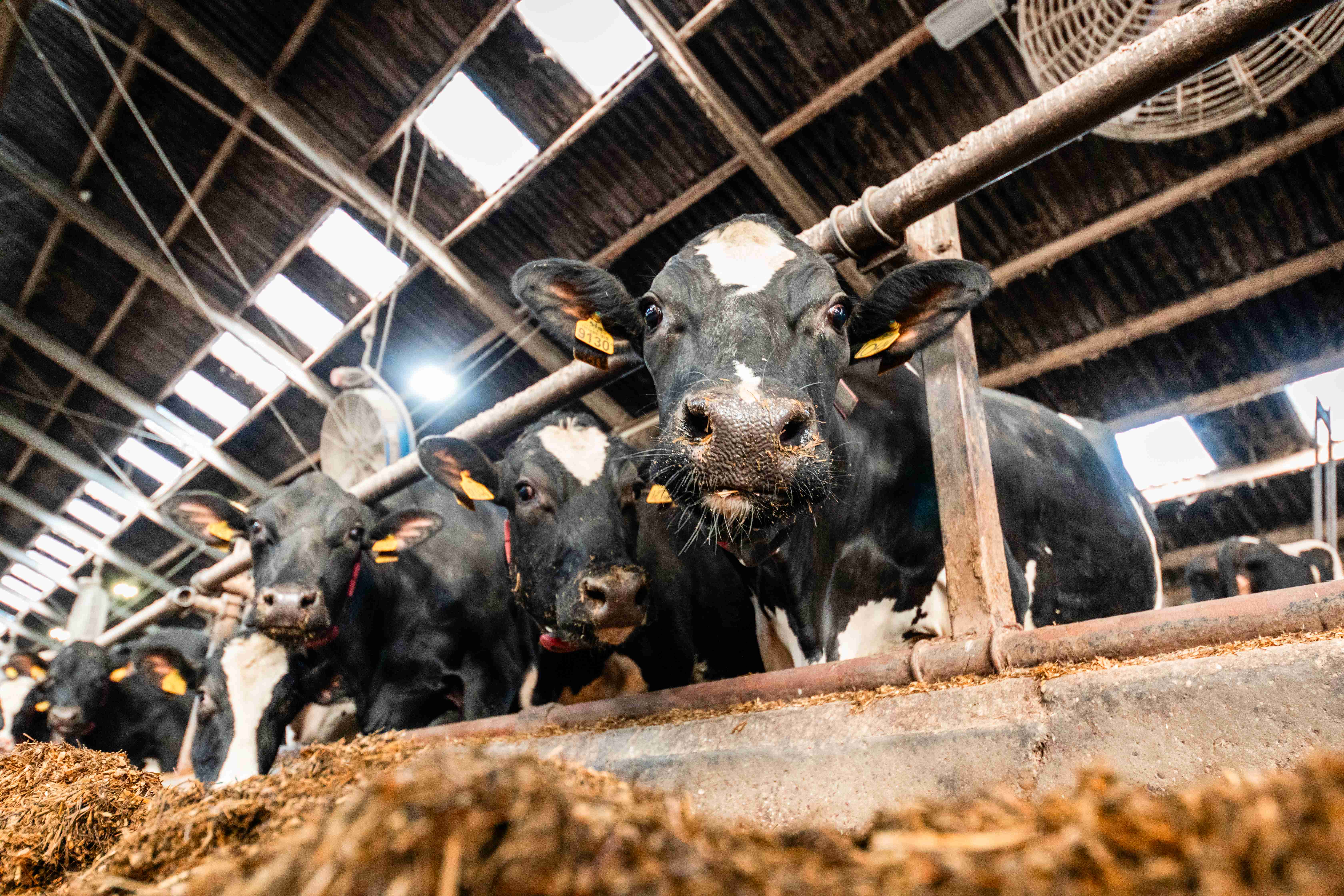 What Shapes Feed Efficiency in Dairy Cows? - News - Feeding - Lely ...
