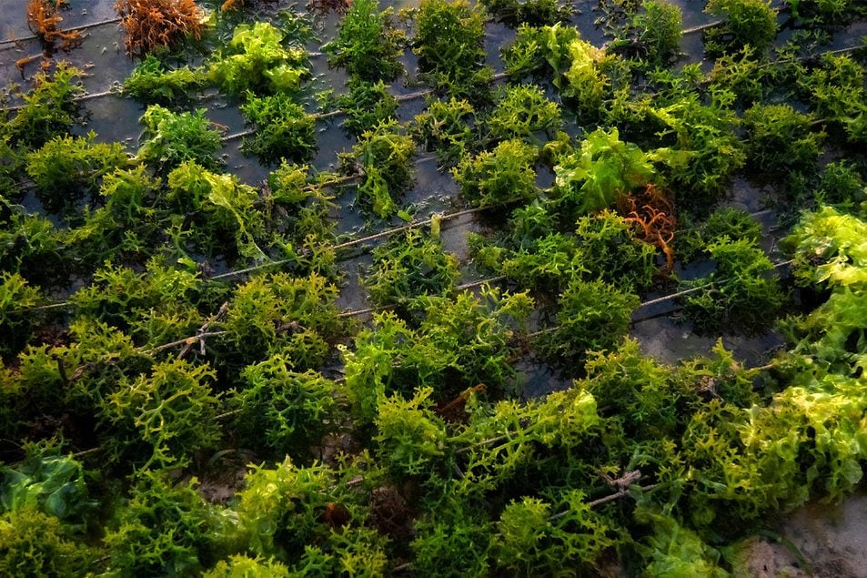 Seaweed and Sustainability: Can Cows Help Cut Methane Emissions? - News ...